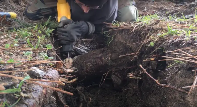 Can You Use a Reciprocating Saw to Cut Tree Roots - Best Saw Guidee